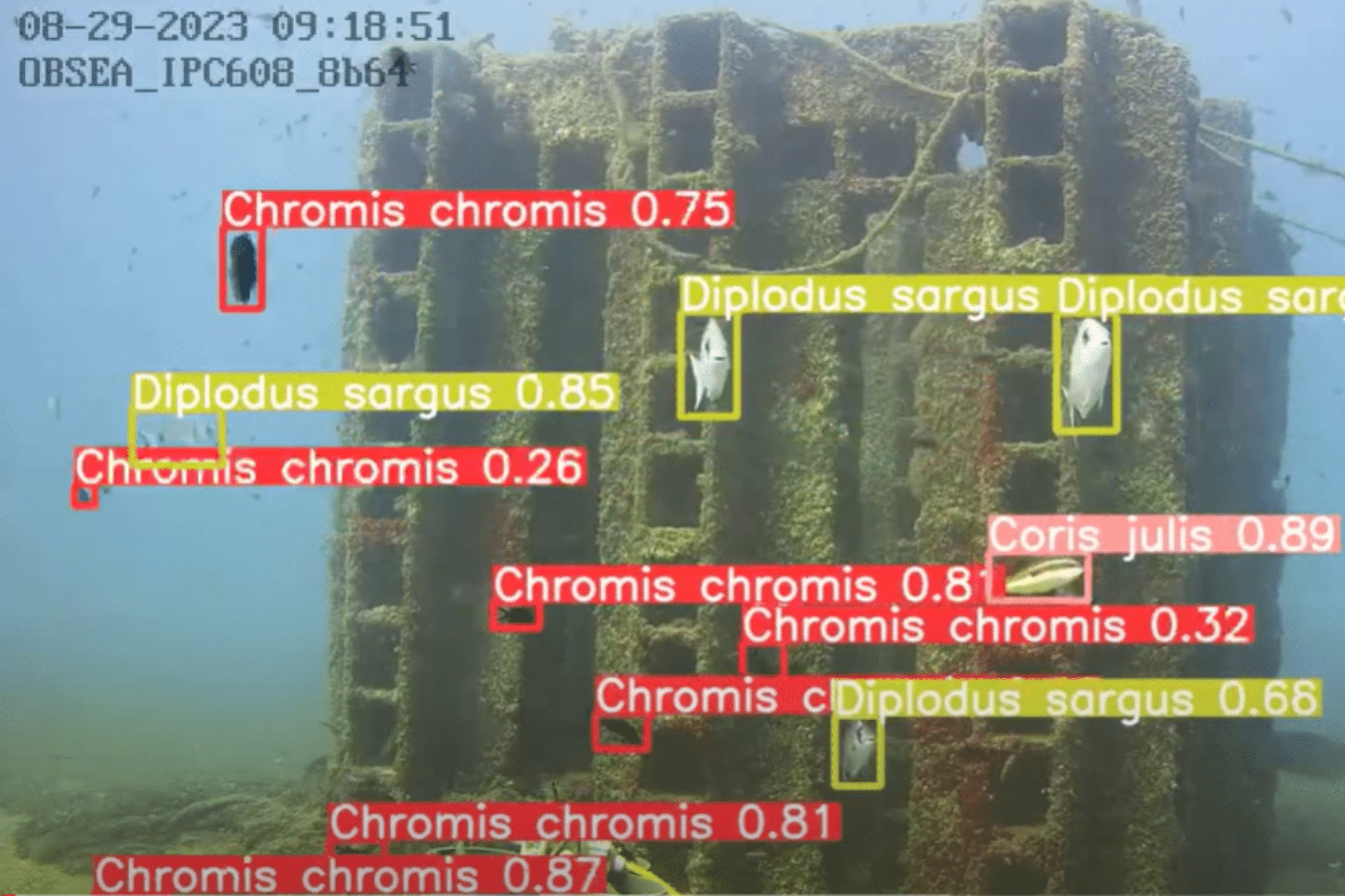 Trials for detecting and classifying fish with the help of AI at OBSEA ...