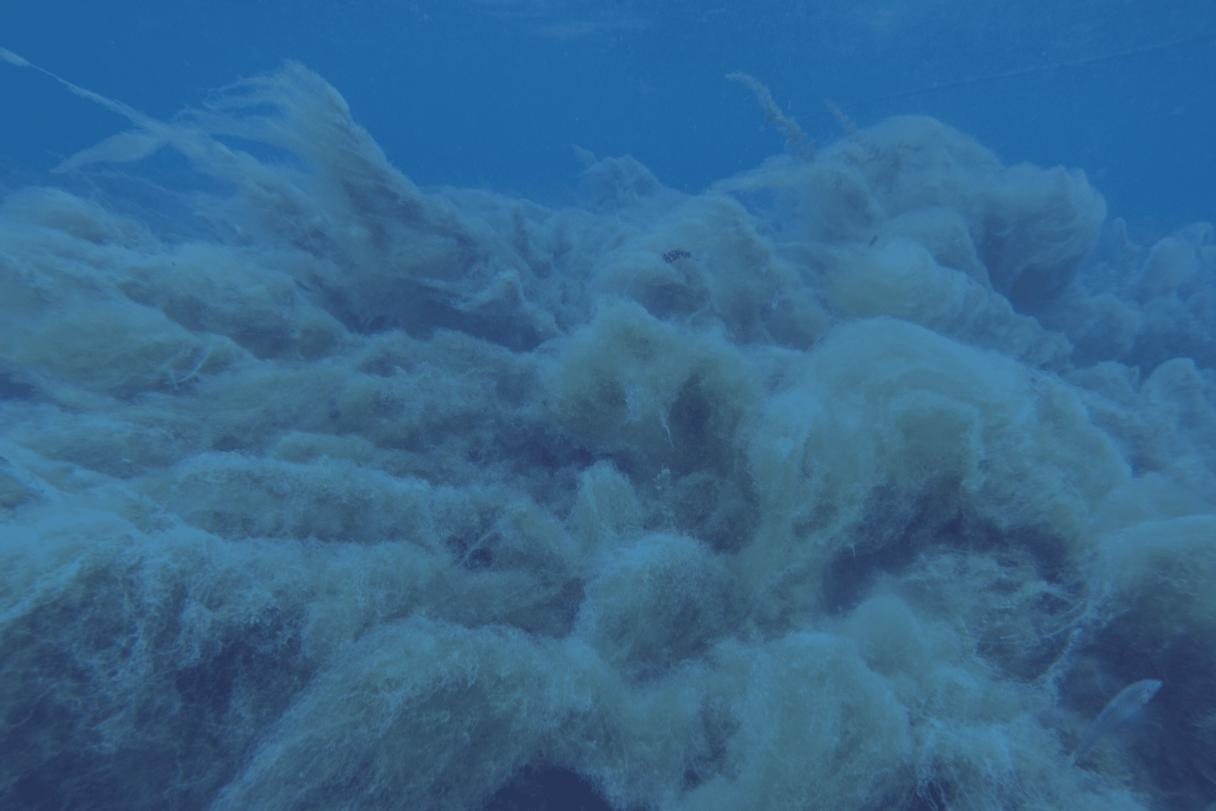 iMagine Empowers Phytoplankton Researchers with Advanced FlowCam Image ...